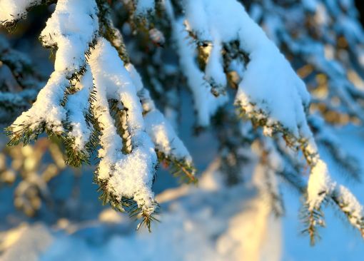 Meille töihin! Etsimme metsätietoasiantuntijaa - Tapio